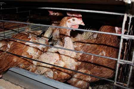 Chicken farming – Animal Liberation South Australia