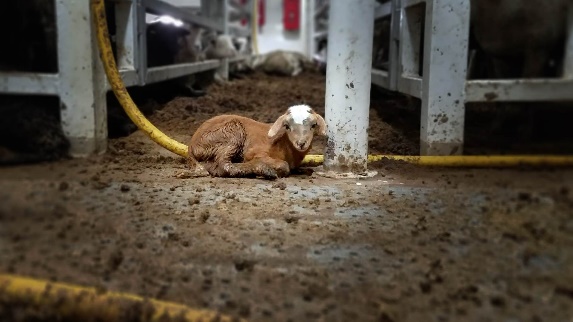 Live animal export – Animal Liberation South Australia