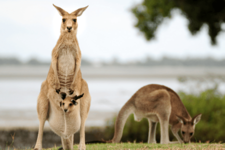 Kangaroo culling – Animal Liberation South Australia