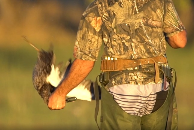 Duck shooting – Animal Liberation South Australia